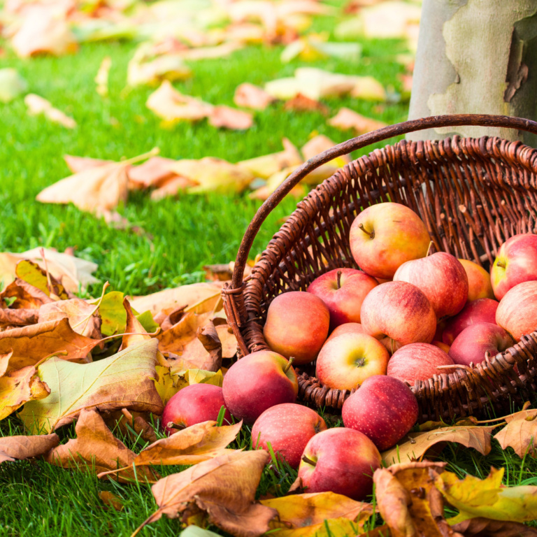 Apples for babies: How to serve them safely from 6+ months - My Little ...