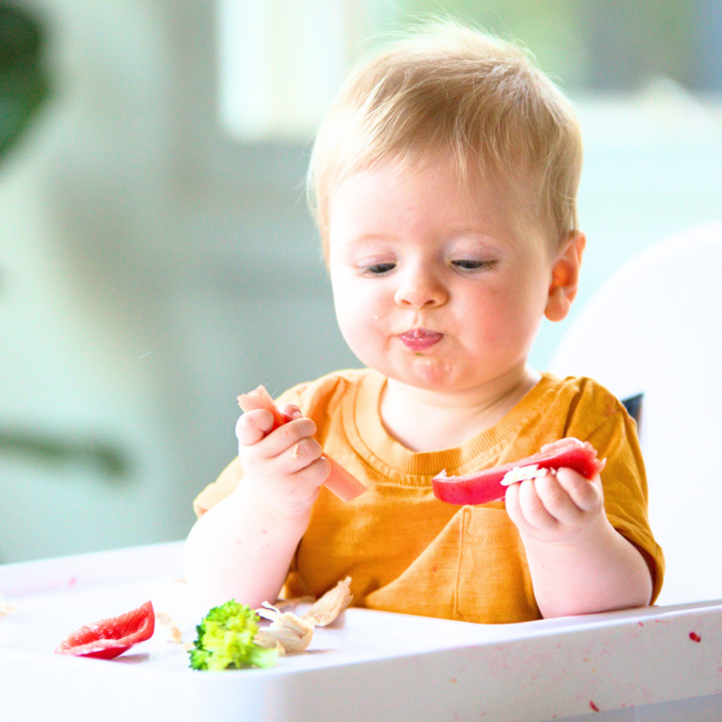 How to build a balanced plate for babies - My Little Eater